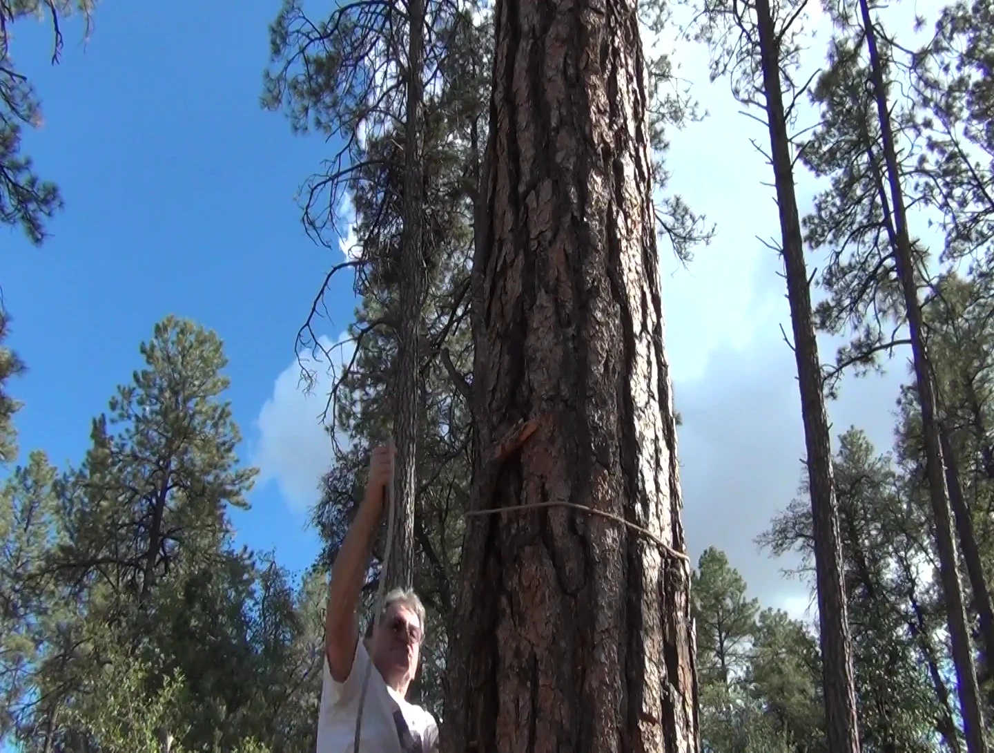 3 Genius Ways to Hang a Tarp Between Trees (No Limbs Needed!)